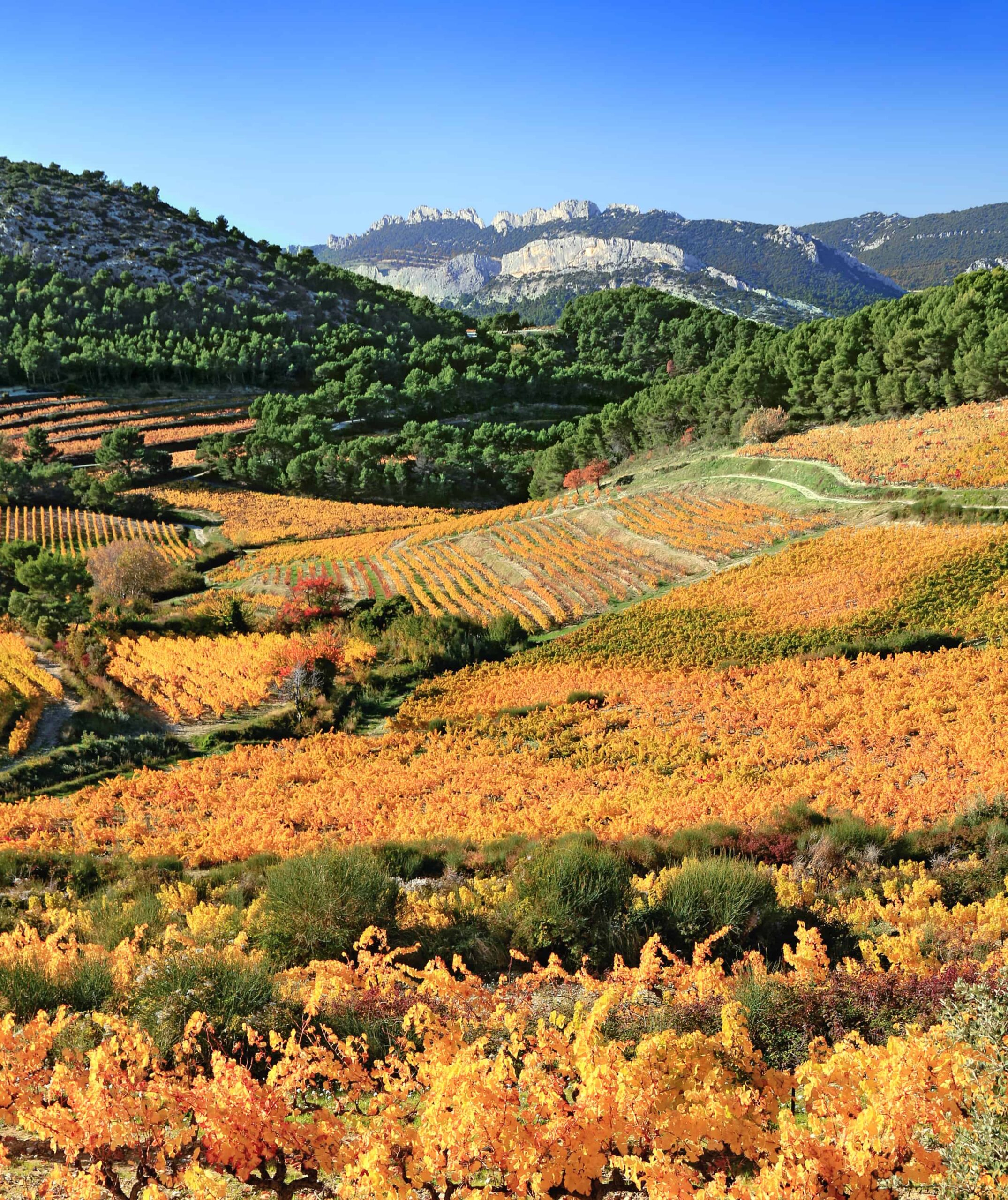 Ultimate Guide to the Provence Wine Region of France