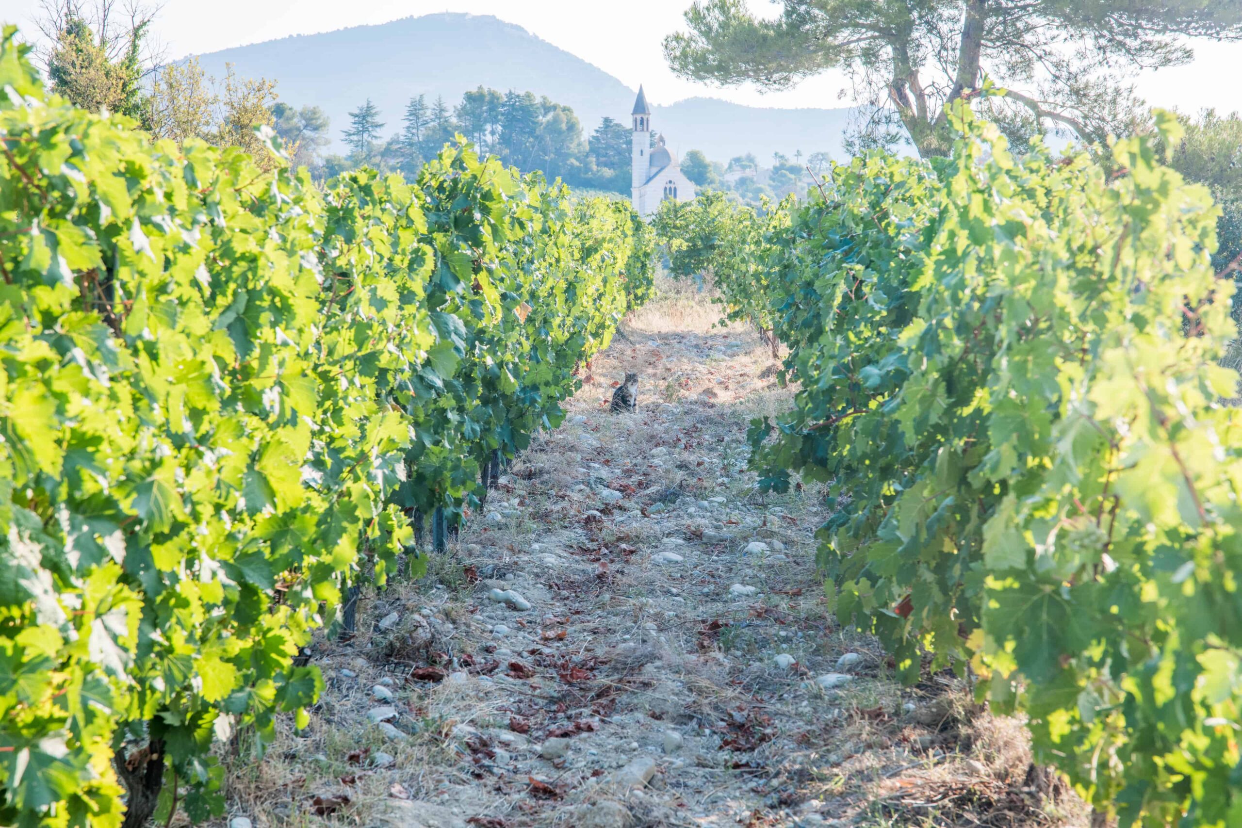 Ultimate Guide to the Provence Wine Region of France