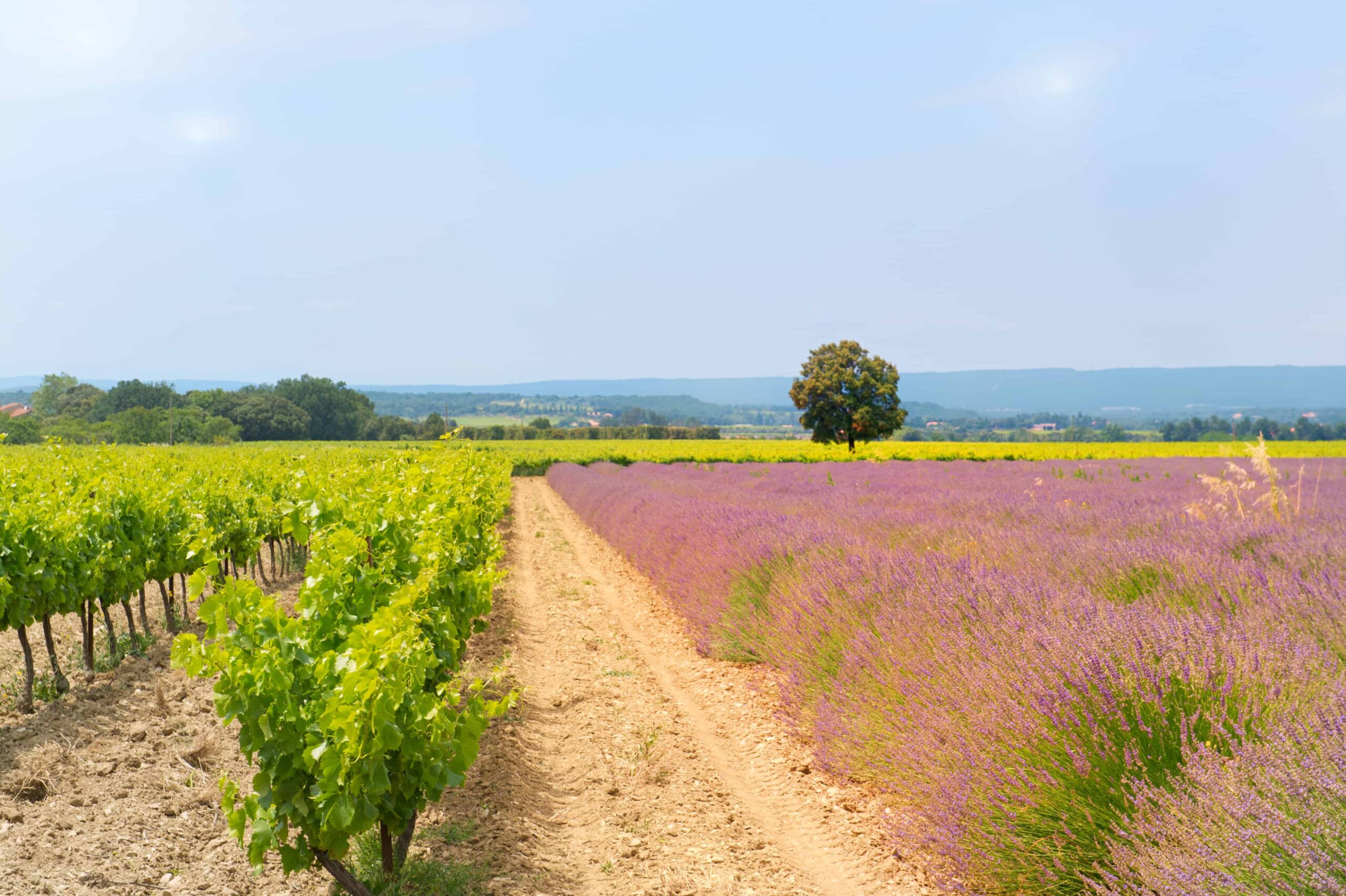 Ultimate Guide to the Provence Wine Region of France