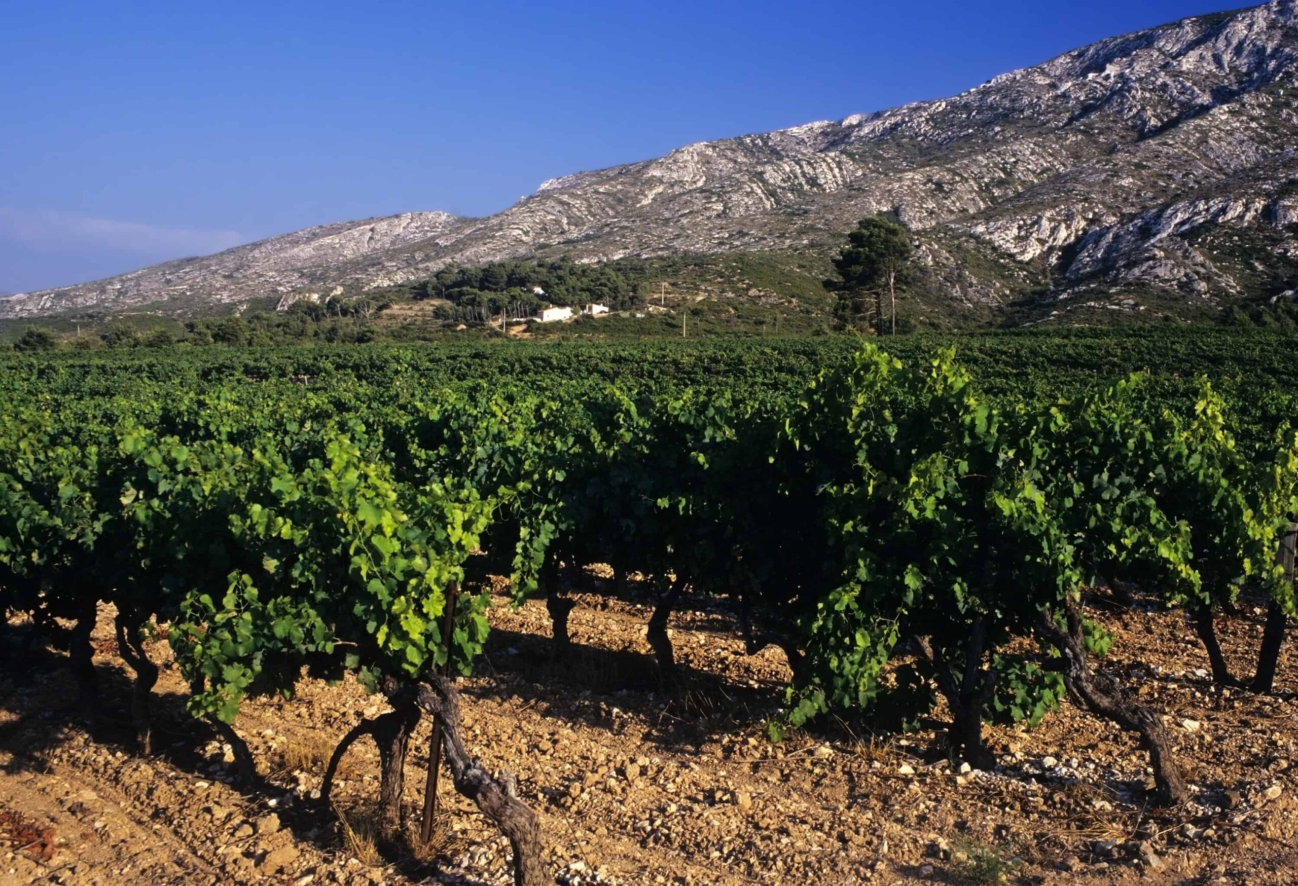 Ultimate Guide to the Provence Wine Region of France