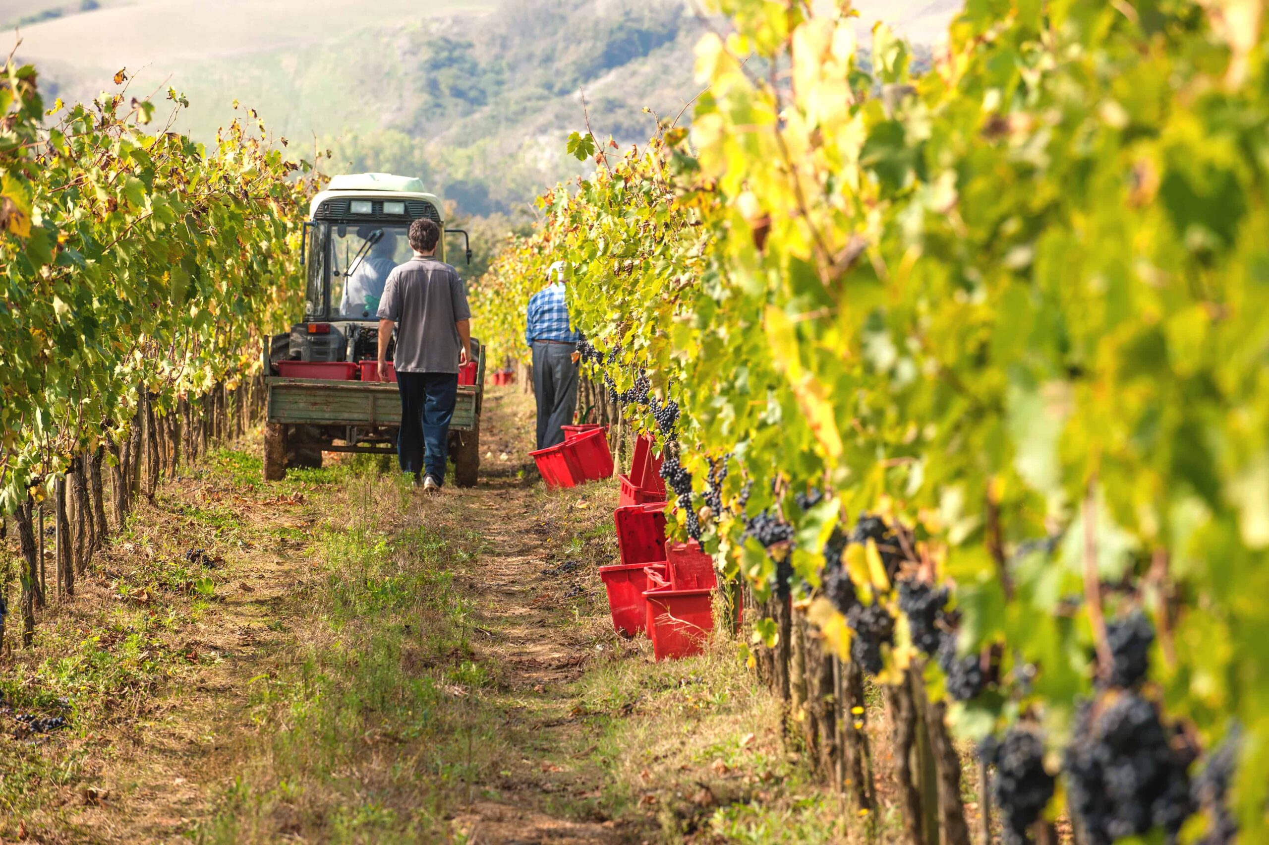 Ultimate Guide to the Provence Wine Region of France