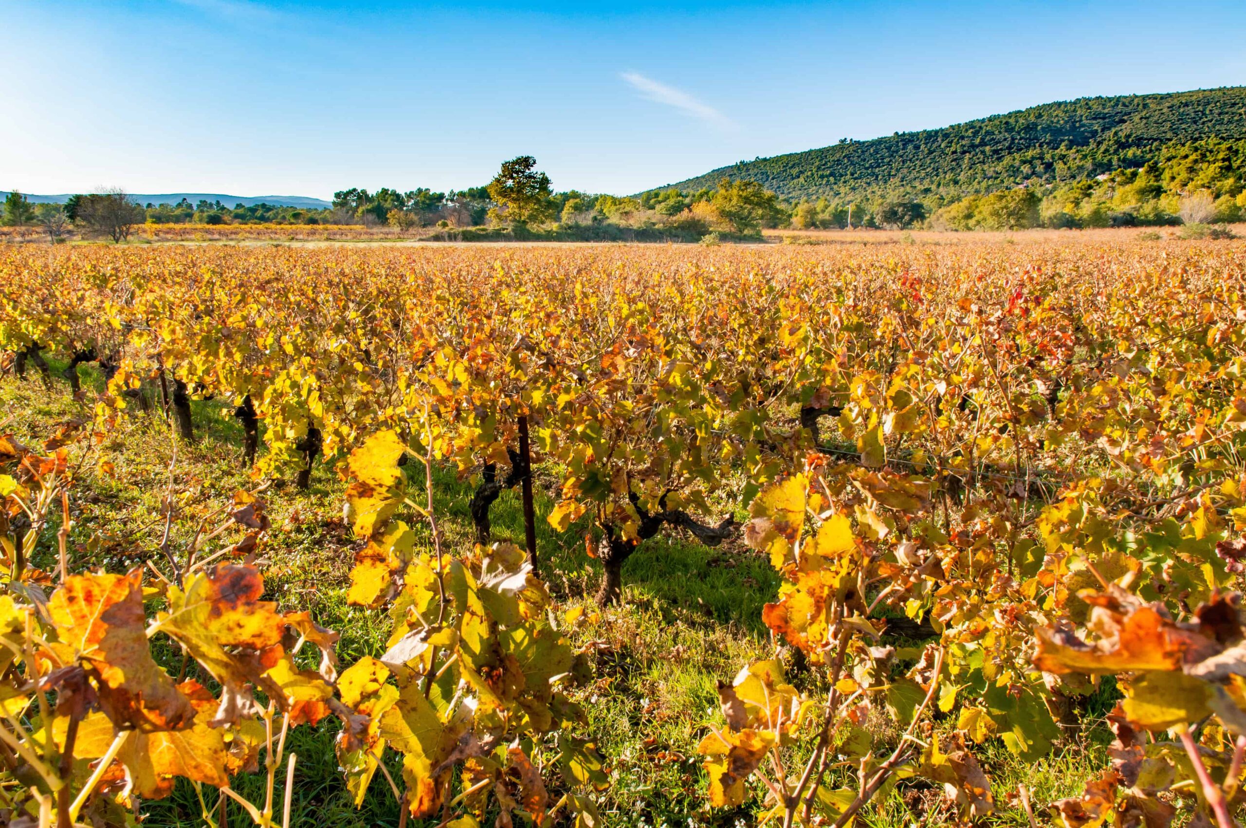 Ultimate Guide to the Provence Wine Region of France