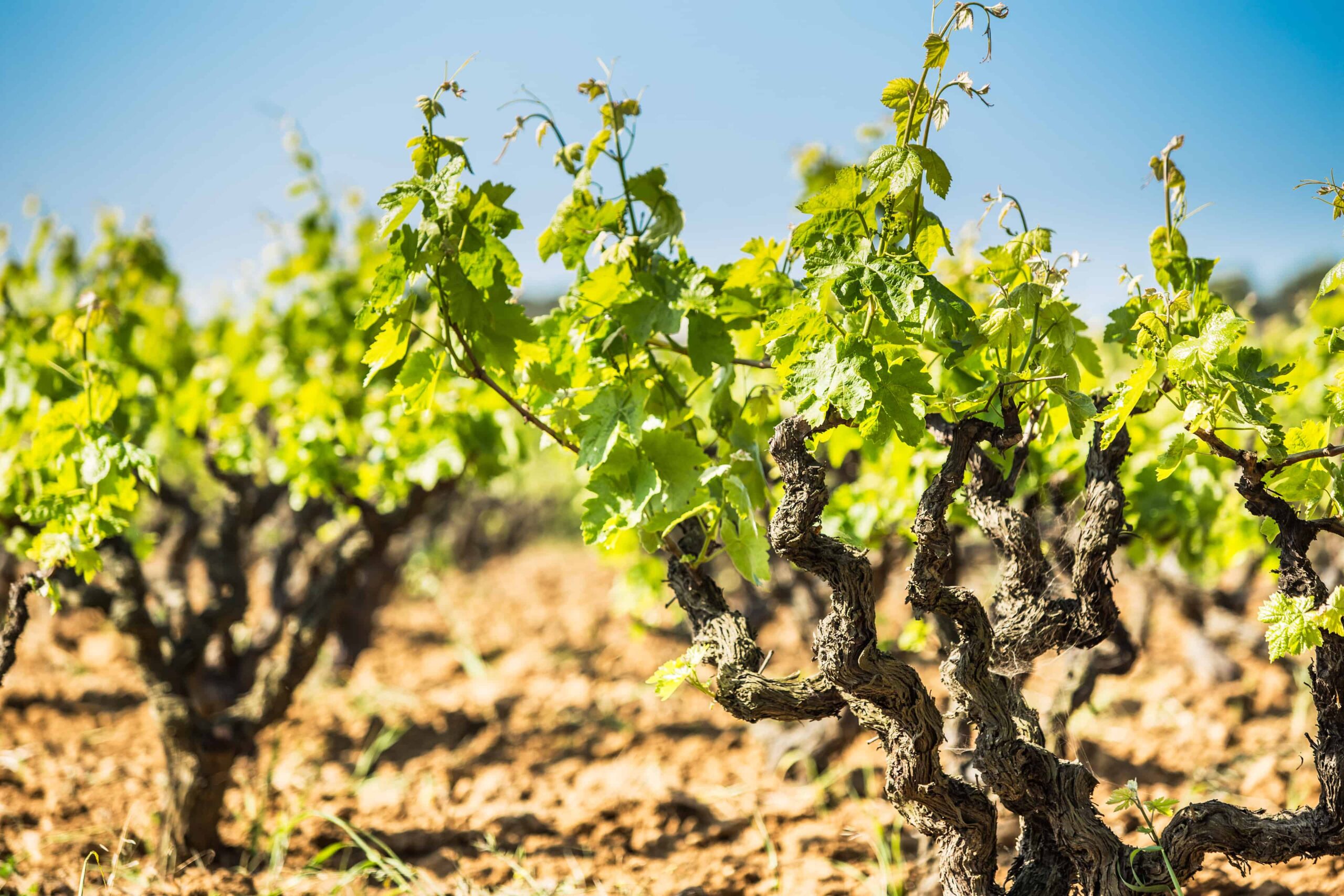 Ultimate Guide to the Provence Wine Region of France