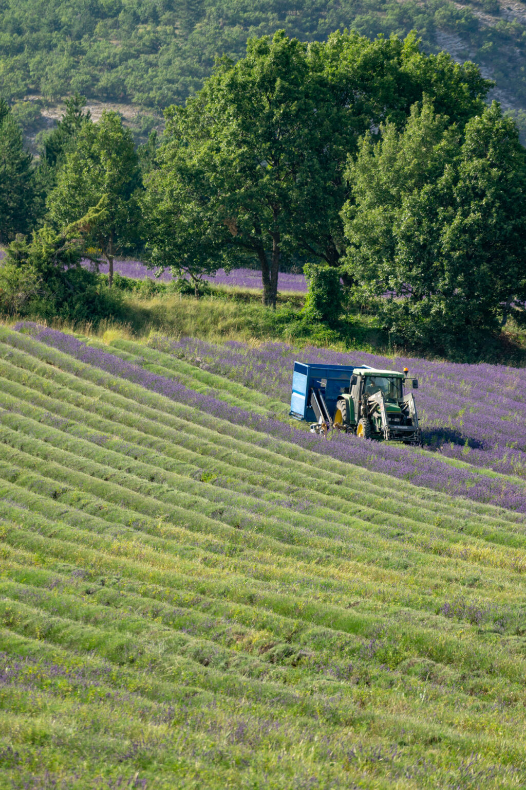 Ultimate Sault Lavender Fields Tour - Le Long Weekend