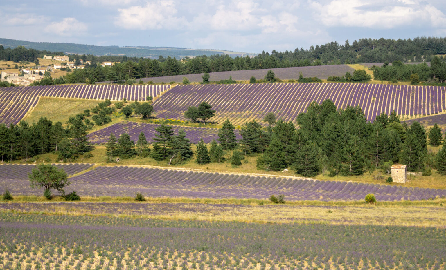 Ultimate Sault Lavender Fields Tour - Le Long Weekend