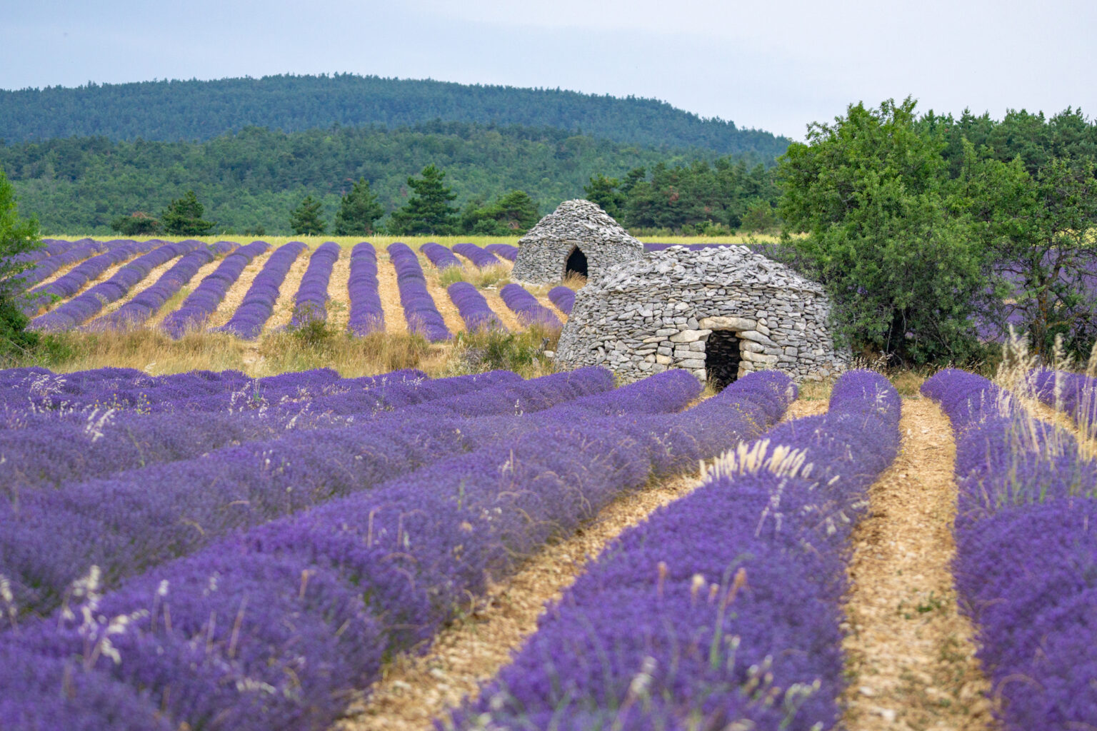 How to Visit the Lavender Fields of Sault | Provence, France - Le Long ...