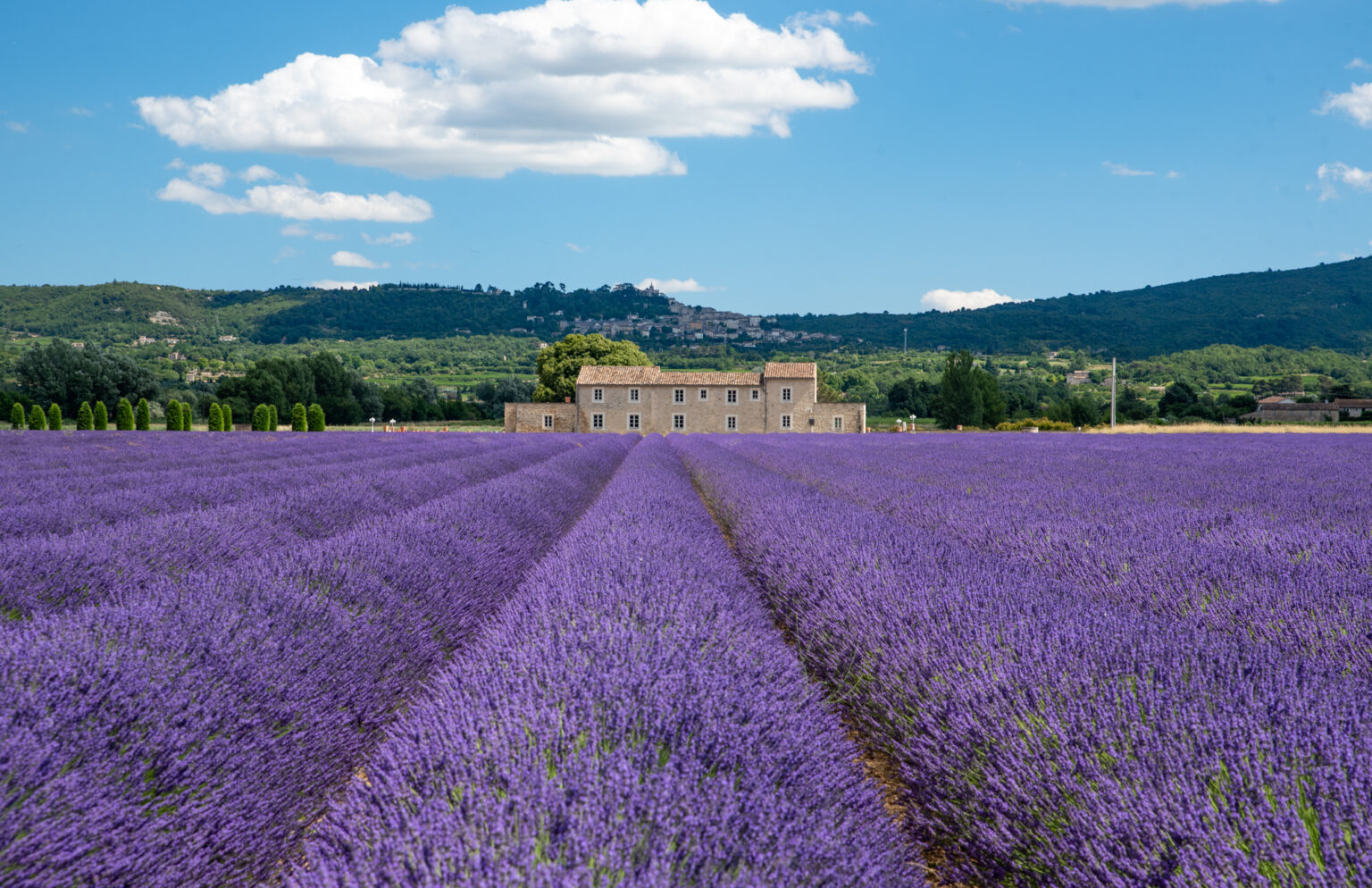 Visiting the Luberon Lavender Fields of Provence, France