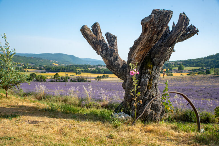 How to Visit the Lavender Fields of Sault | Provence, France - Le Long ...