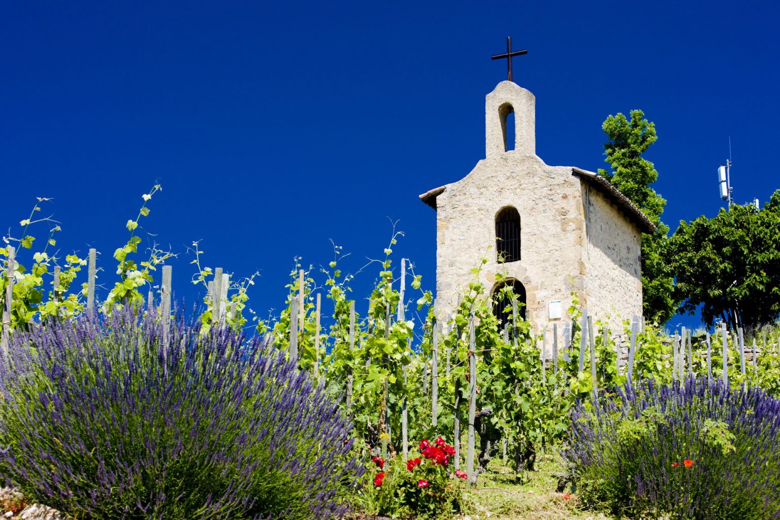 The Best Wine Regions of France & French Vineyards To Put On Your Itinerary
