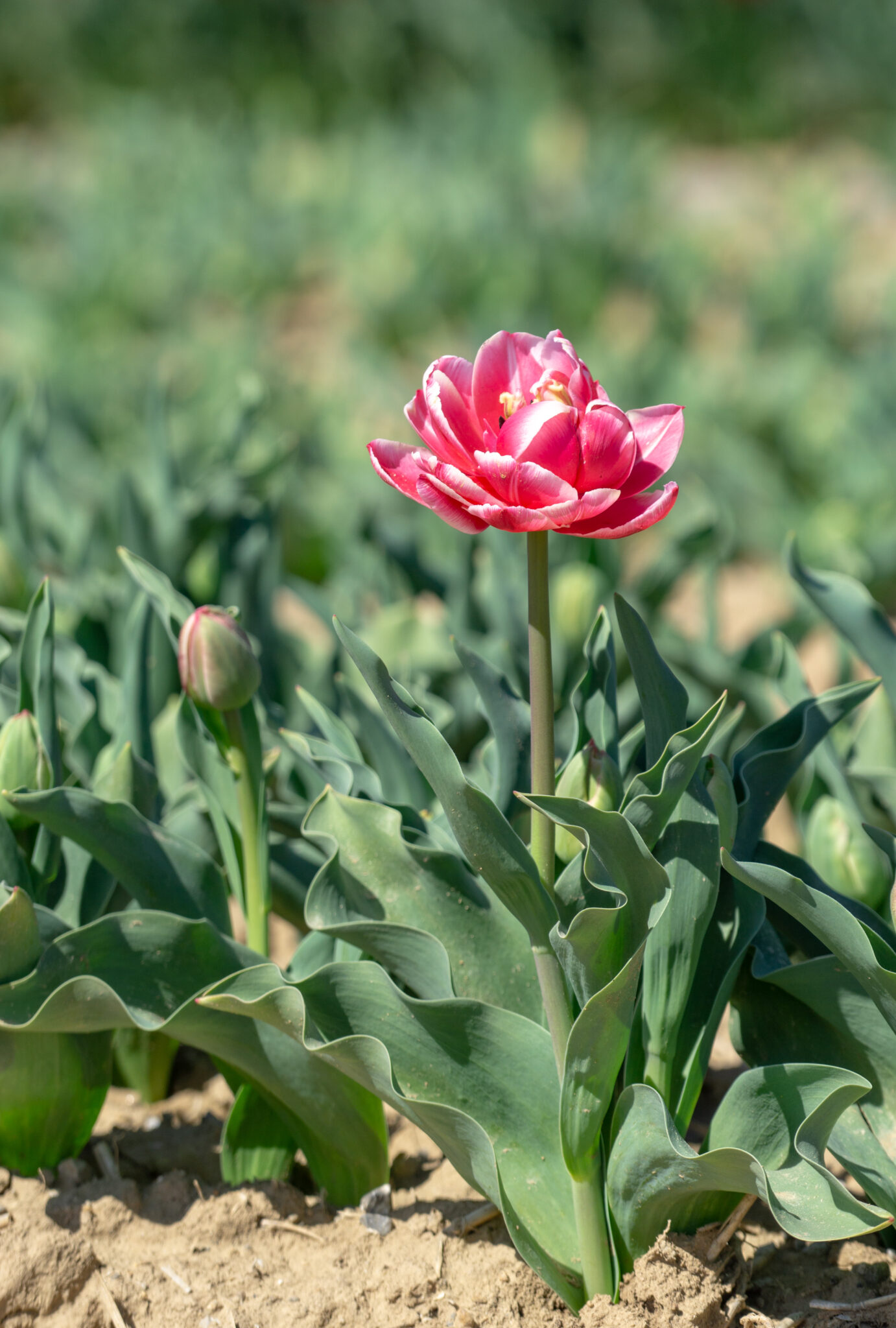 How to Visit the Tulip Fields in Provence, France - Le Long Weekend