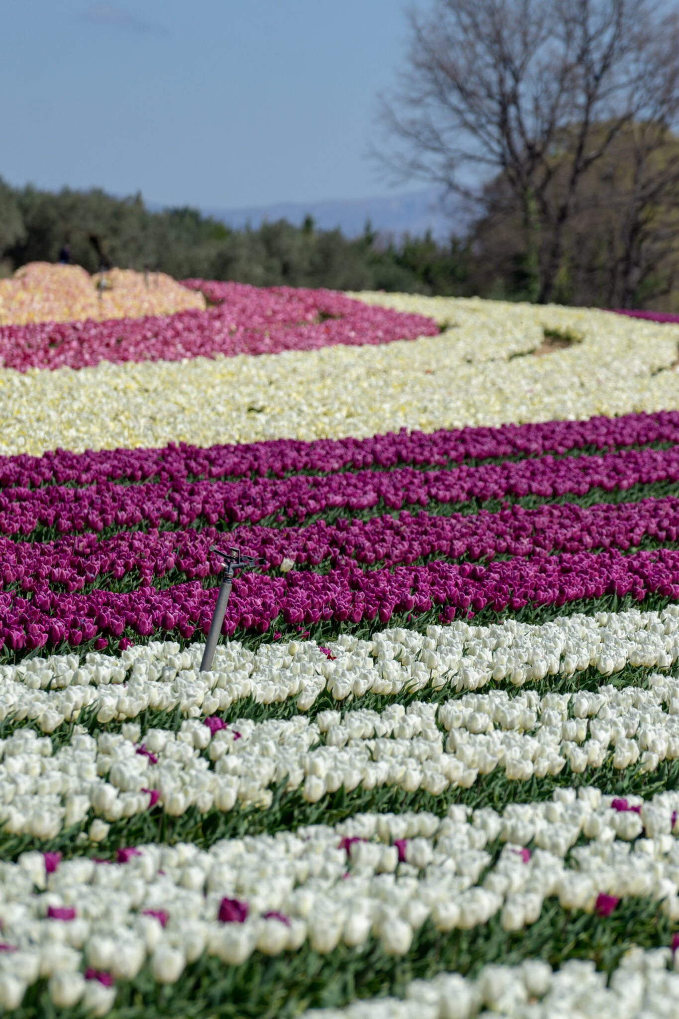 How to Visit the Tulip Fields in Provence, France - Le Long Weekend