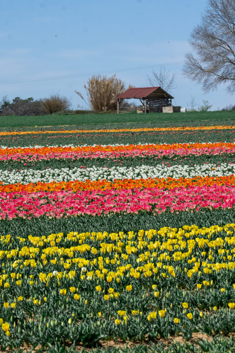 How to Visit the Tulip Fields in Provence, France - Le Long Weekend