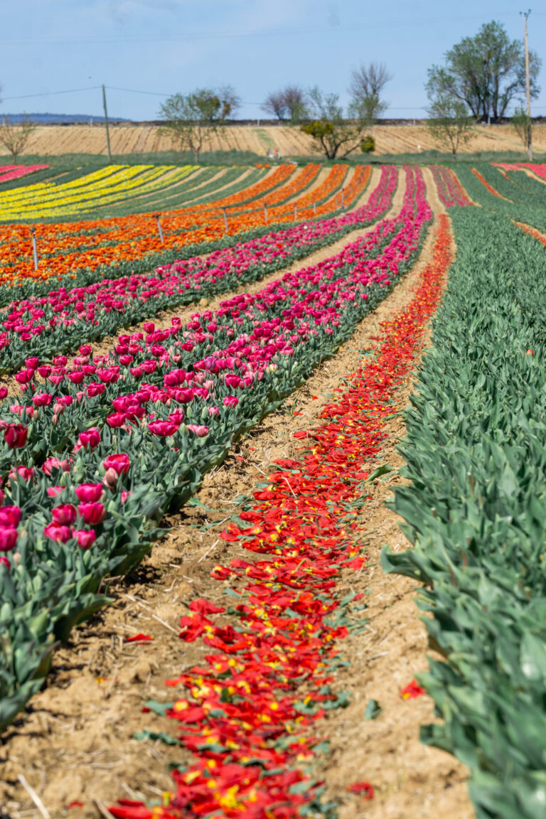 How to Visit the Tulip Fields in Provence, France - Le Long Weekend