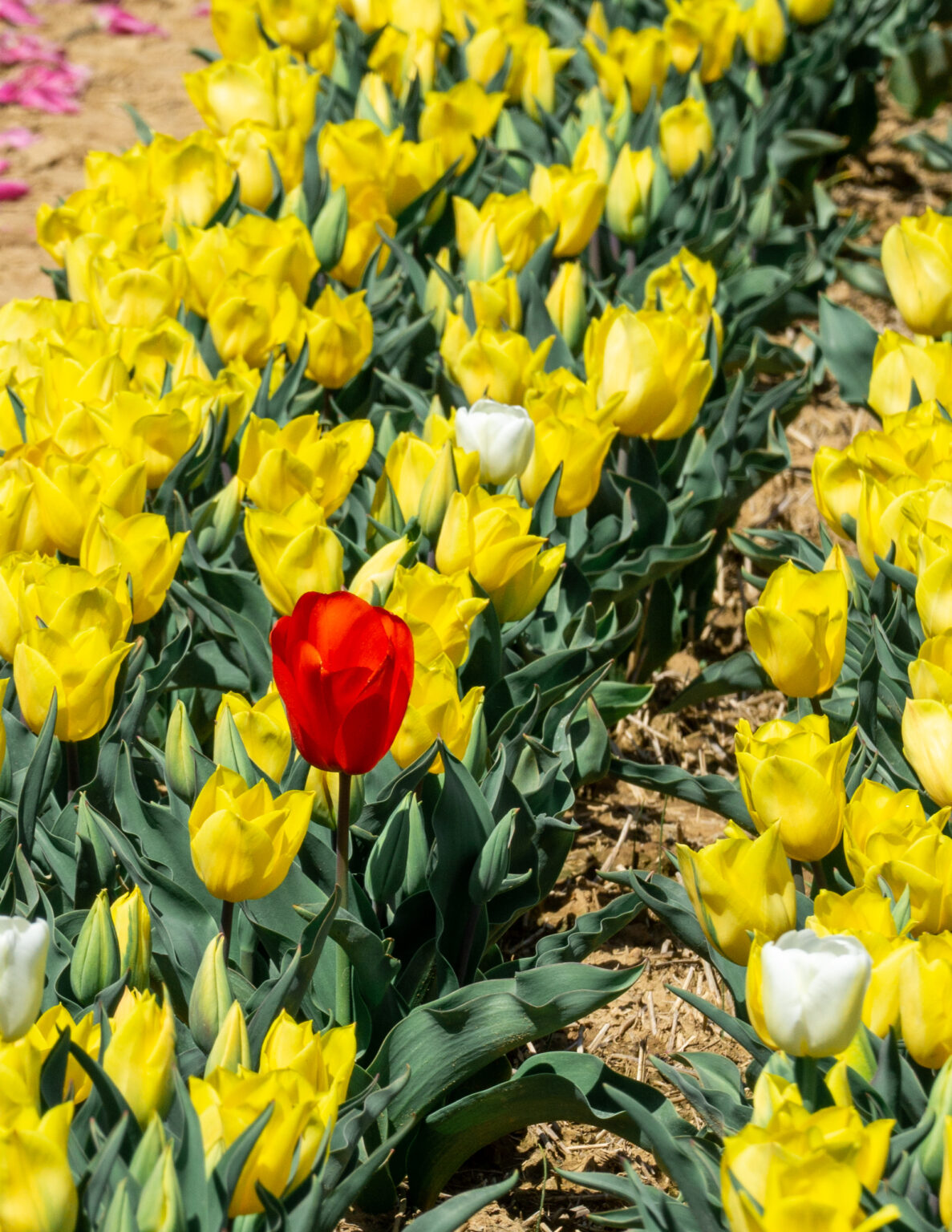 How to Visit the Tulip Fields in Provence, France - Le Long Weekend