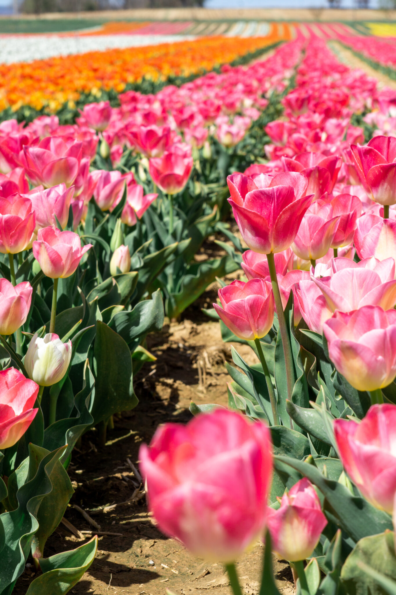 How to Visit the Tulip Fields in Provence, France - Le Long Weekend