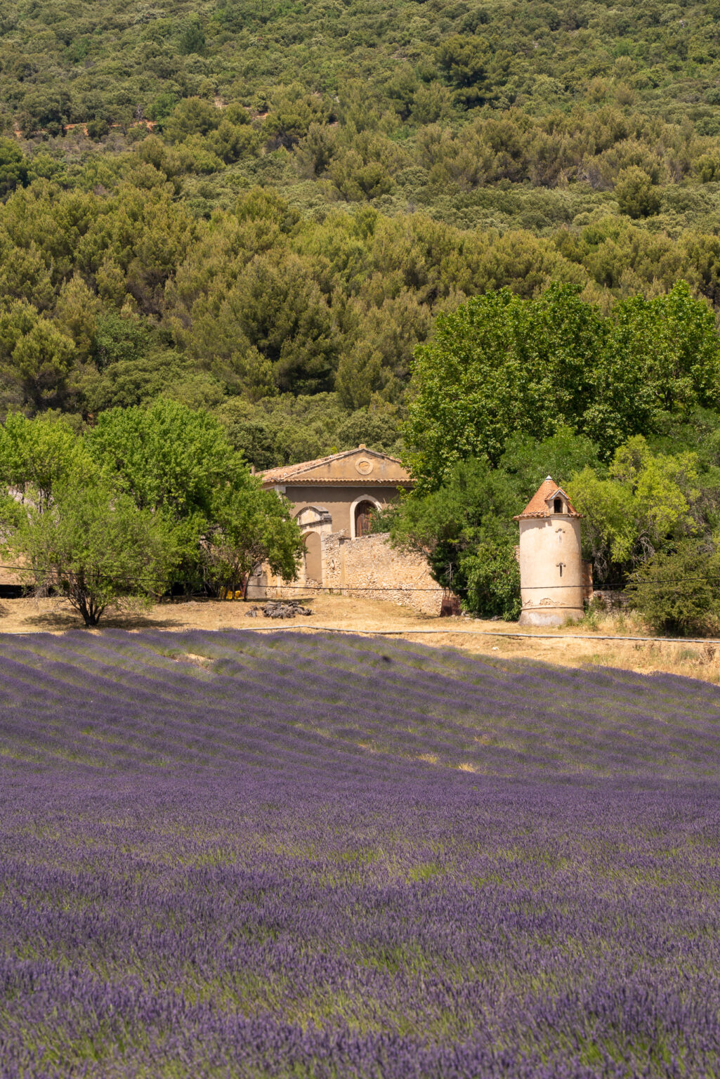 Visiting the Luberon Lavender Fields of Provence, France