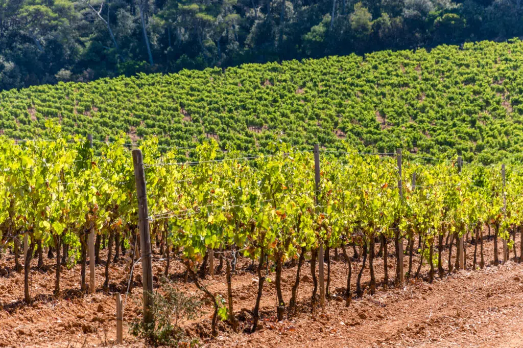 Best Wineries in Provence, France (to Visit in 2024!) - Le Long Weekend