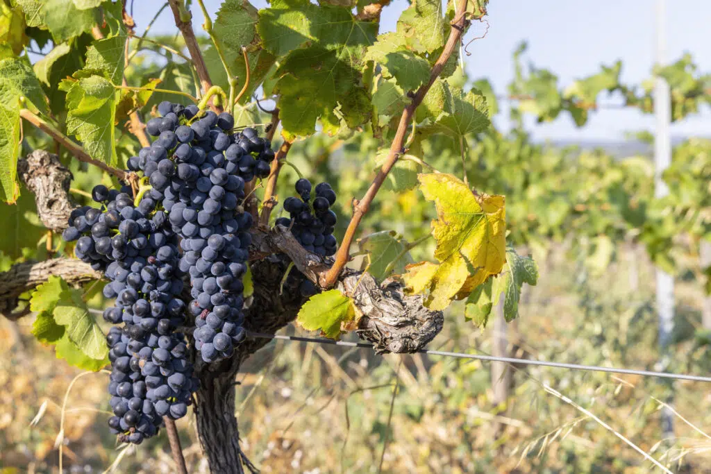 Best Wineries in Provence, France (to Visit in 2023!) - Le Long Weekend