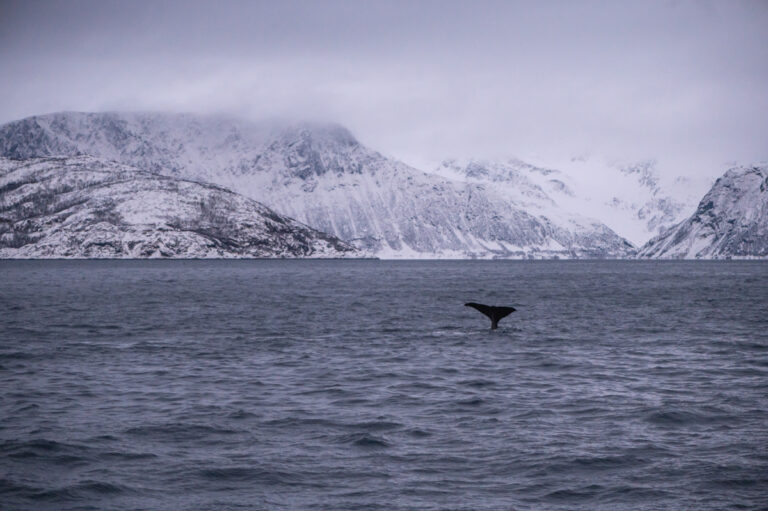Tromso in Winter | Norway's Arctic Adventure Playground - Le Long Weekend
