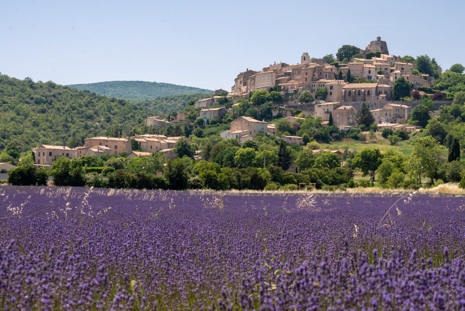 Provence in Bloom - When to See Lavender, Poppies, Sunflowers & More!