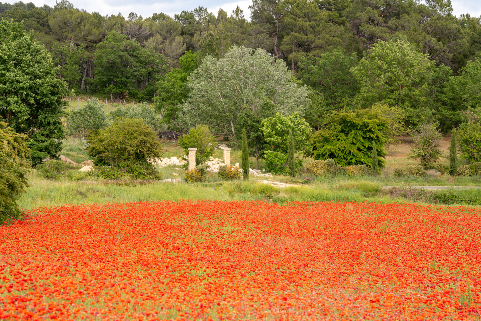 Provence in Bloom - When to See Lavender, Poppies, Sunflowers & More!