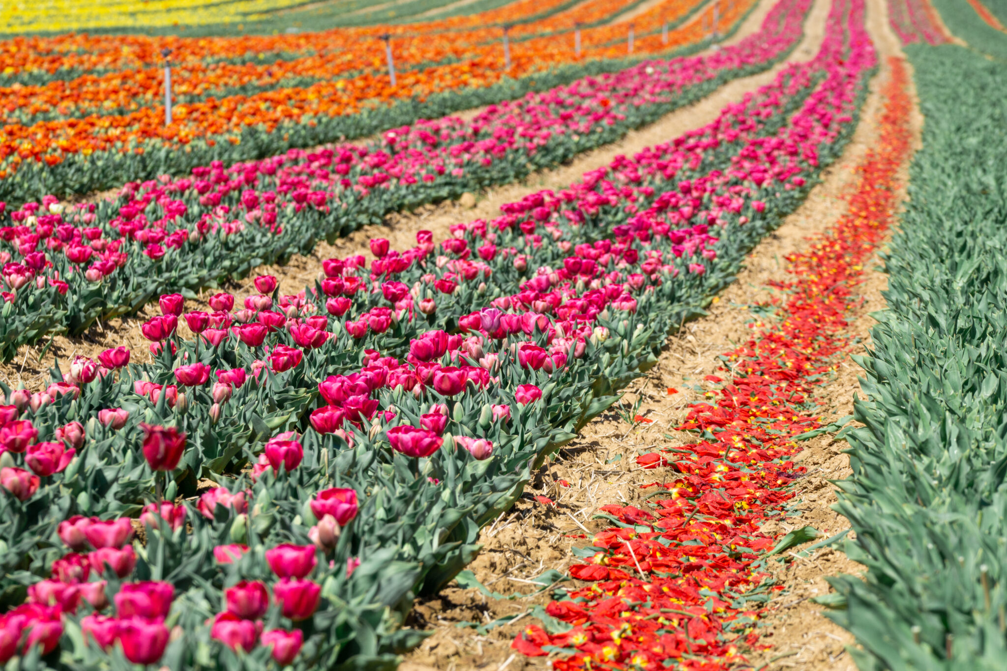 Provence in Bloom - When to See Lavender, Poppies, Sunflowers & More!