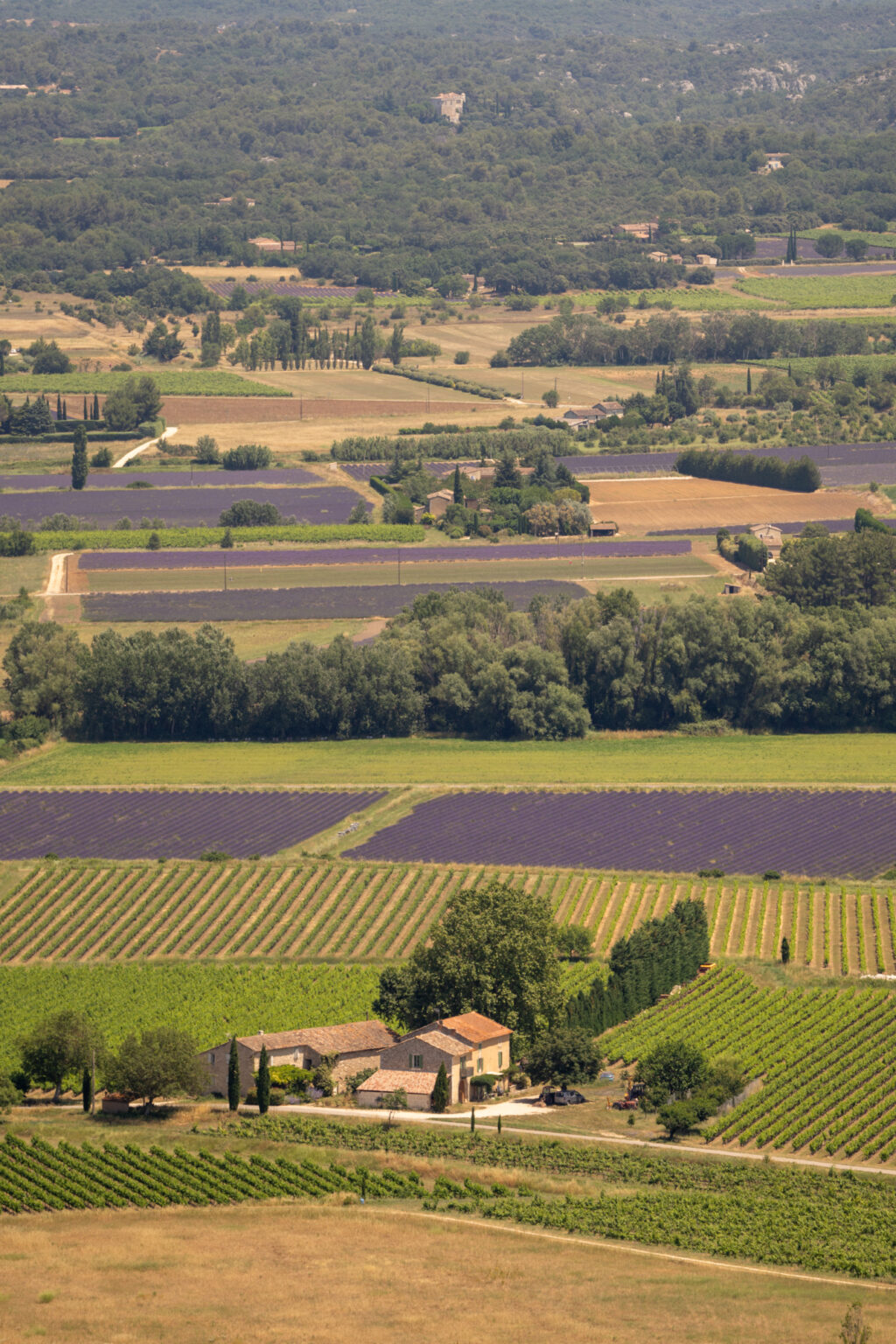 Provence in Bloom - When to See Lavender, Poppies, Sunflowers & More!