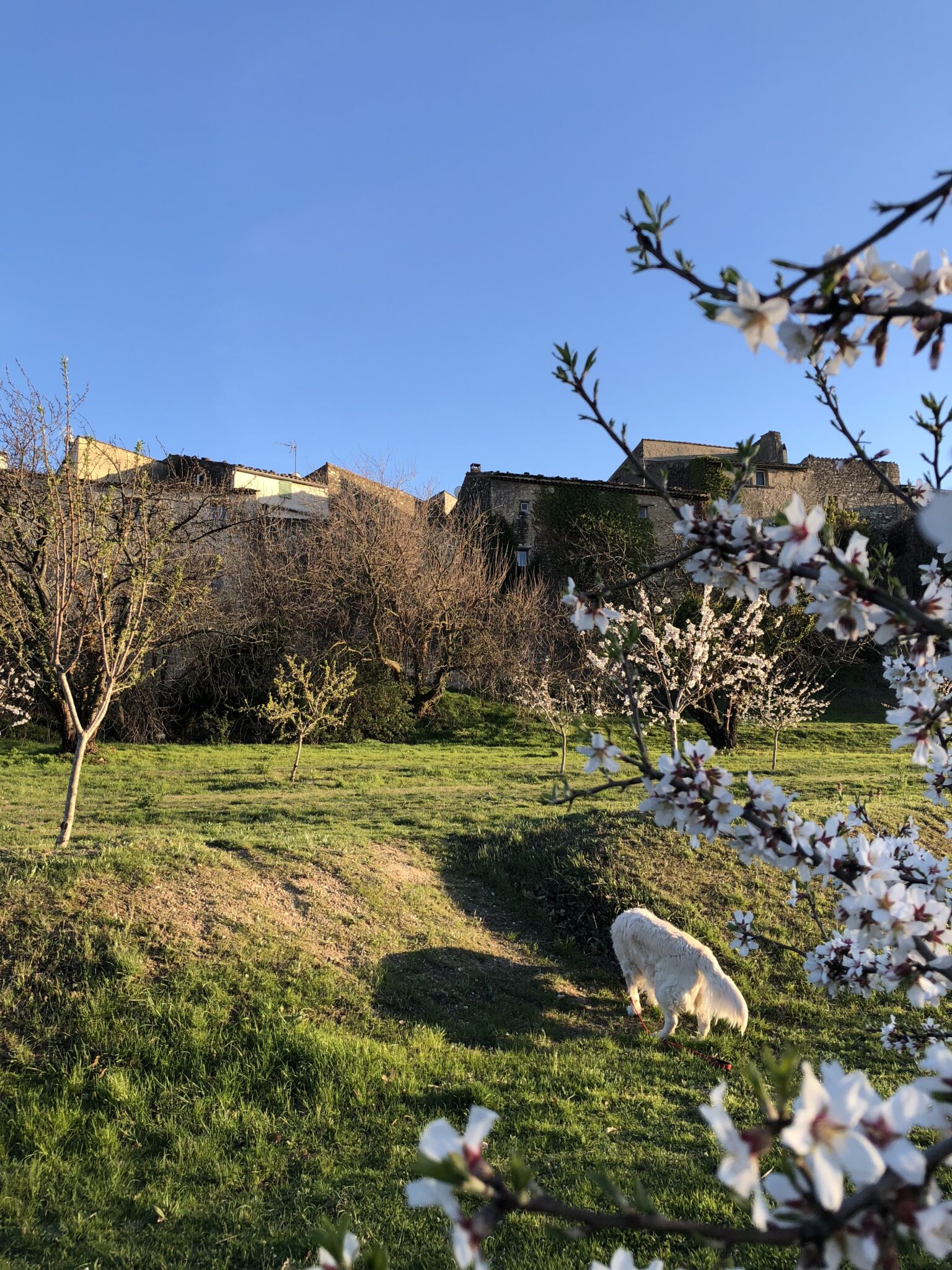 Provence in Bloom - When to See Lavender, Poppies, Sunflowers & More!