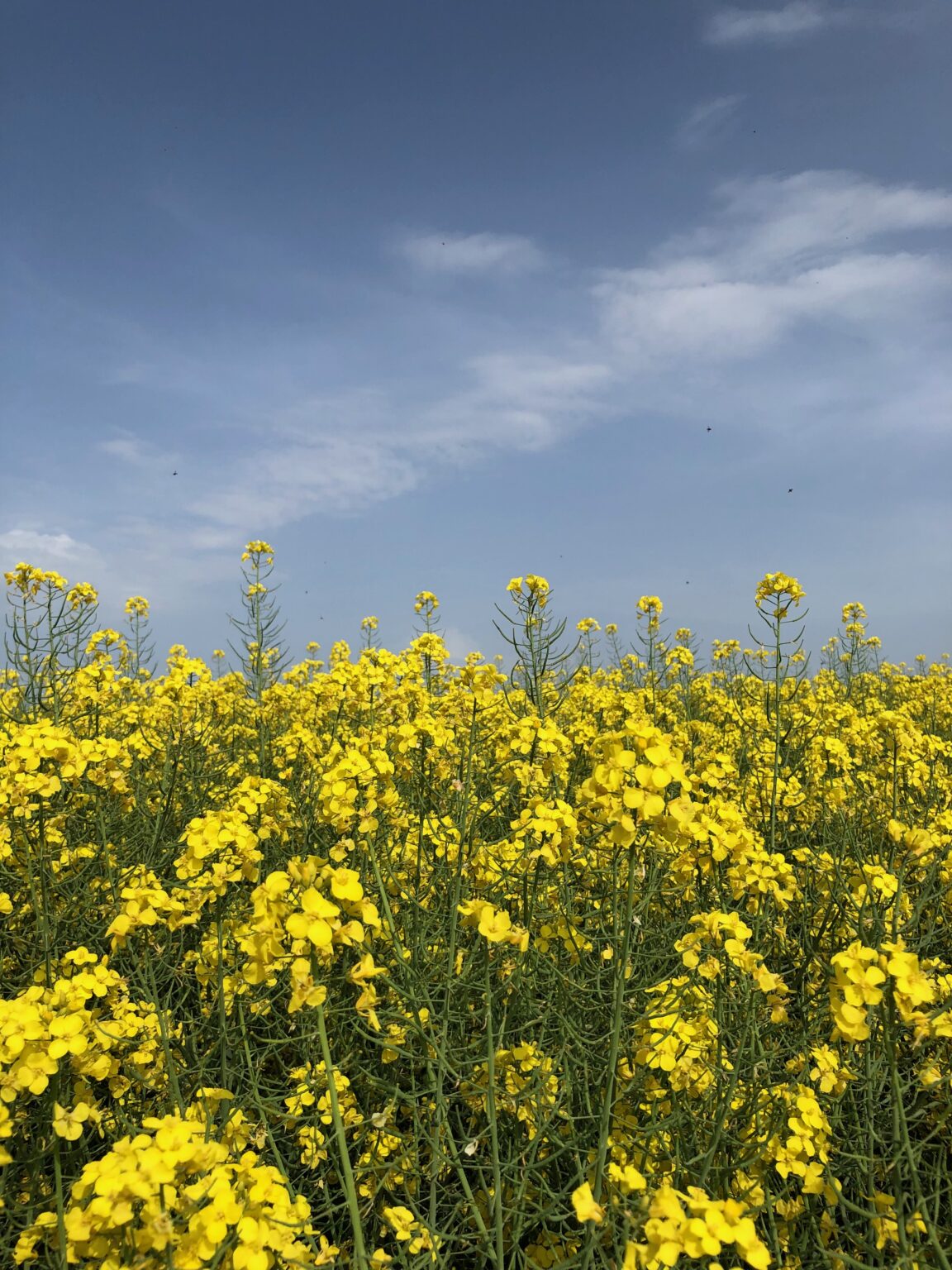 Provence in Bloom - When to See Lavender, Poppies, Sunflowers & More!