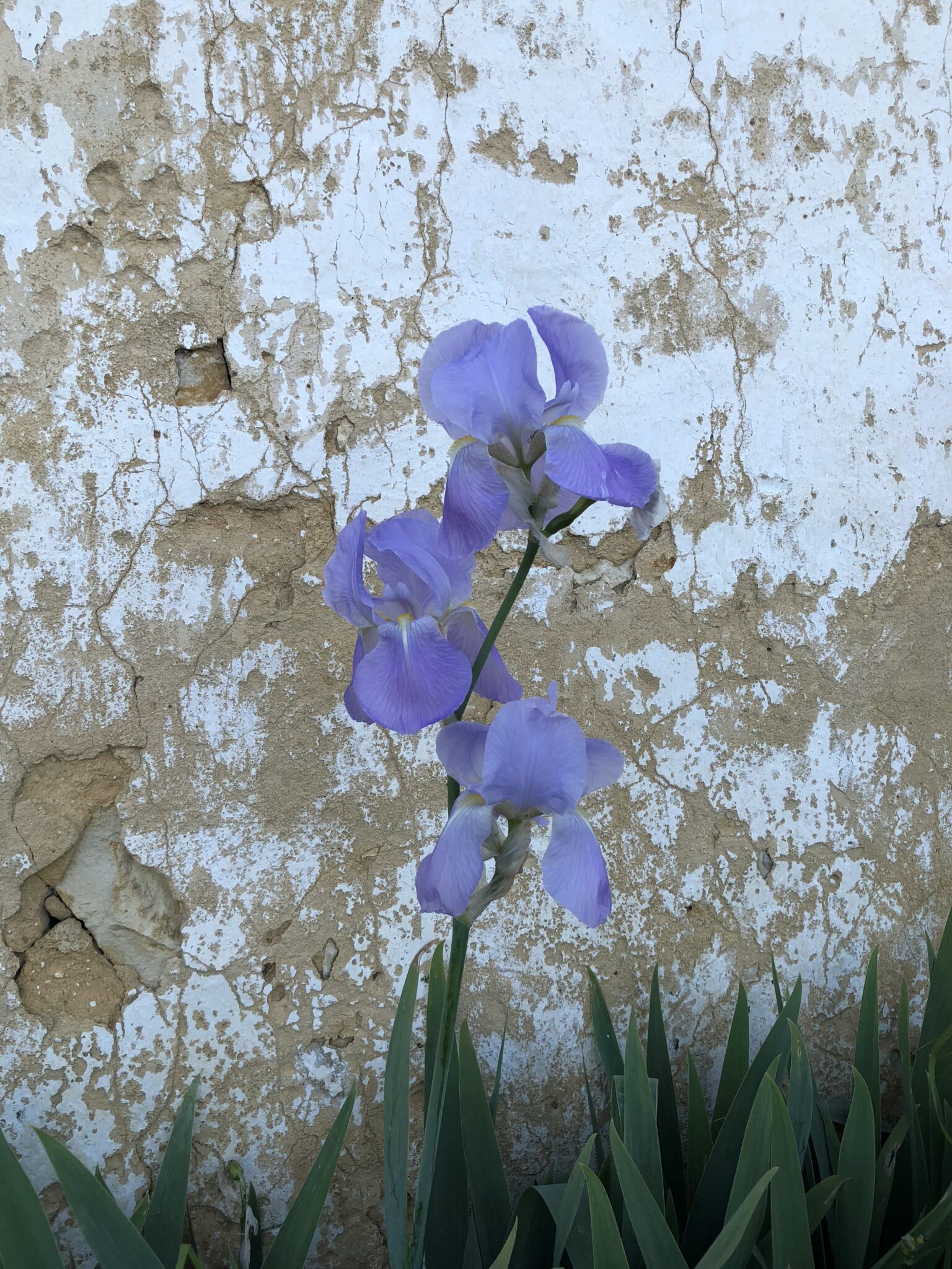 Provence in Bloom - When to See Lavender, Poppies, Sunflowers & More!