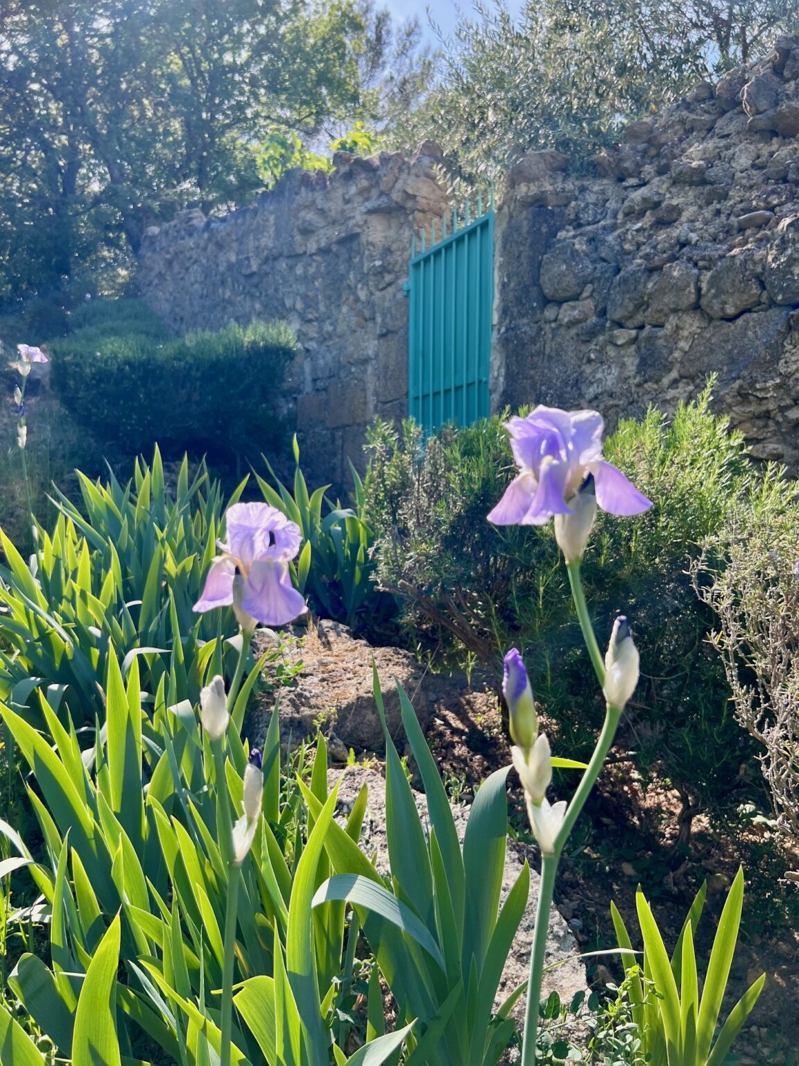 Provence in Bloom - When to See Lavender, Poppies, Sunflowers & More!
