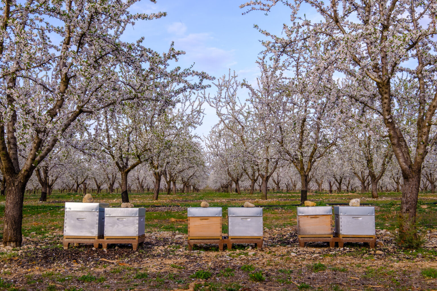 Provence in Bloom - When to See Lavender, Poppies, Sunflowers & More!