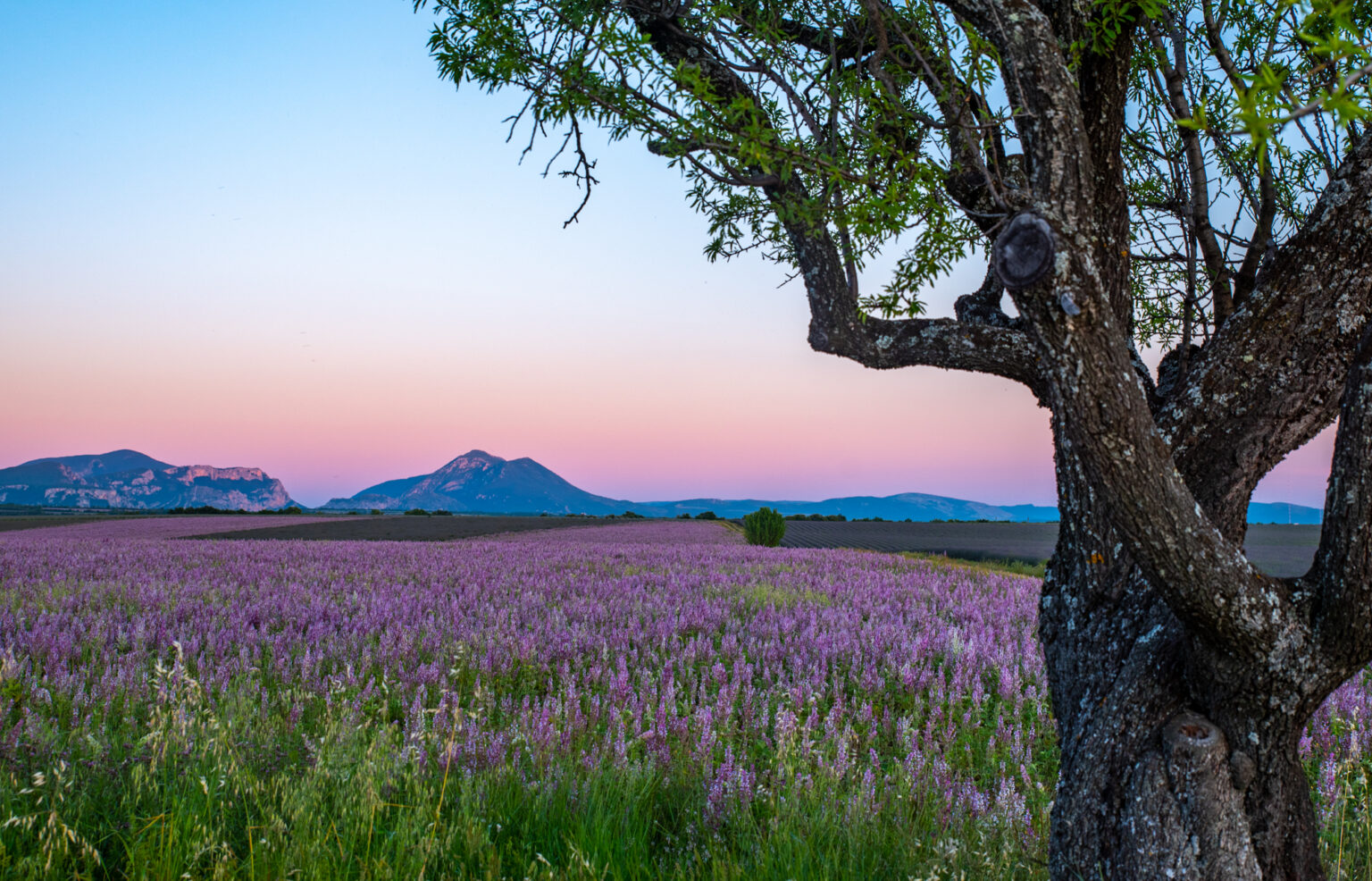 Provence in Bloom - When to See Lavender, Poppies, Sunflowers & More!