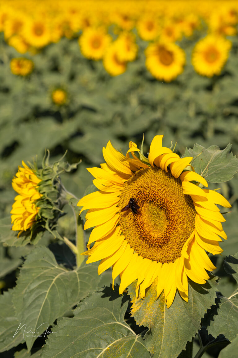 Provence Through My Lens: 20 Photos That Will Fuel Your Wanderlust